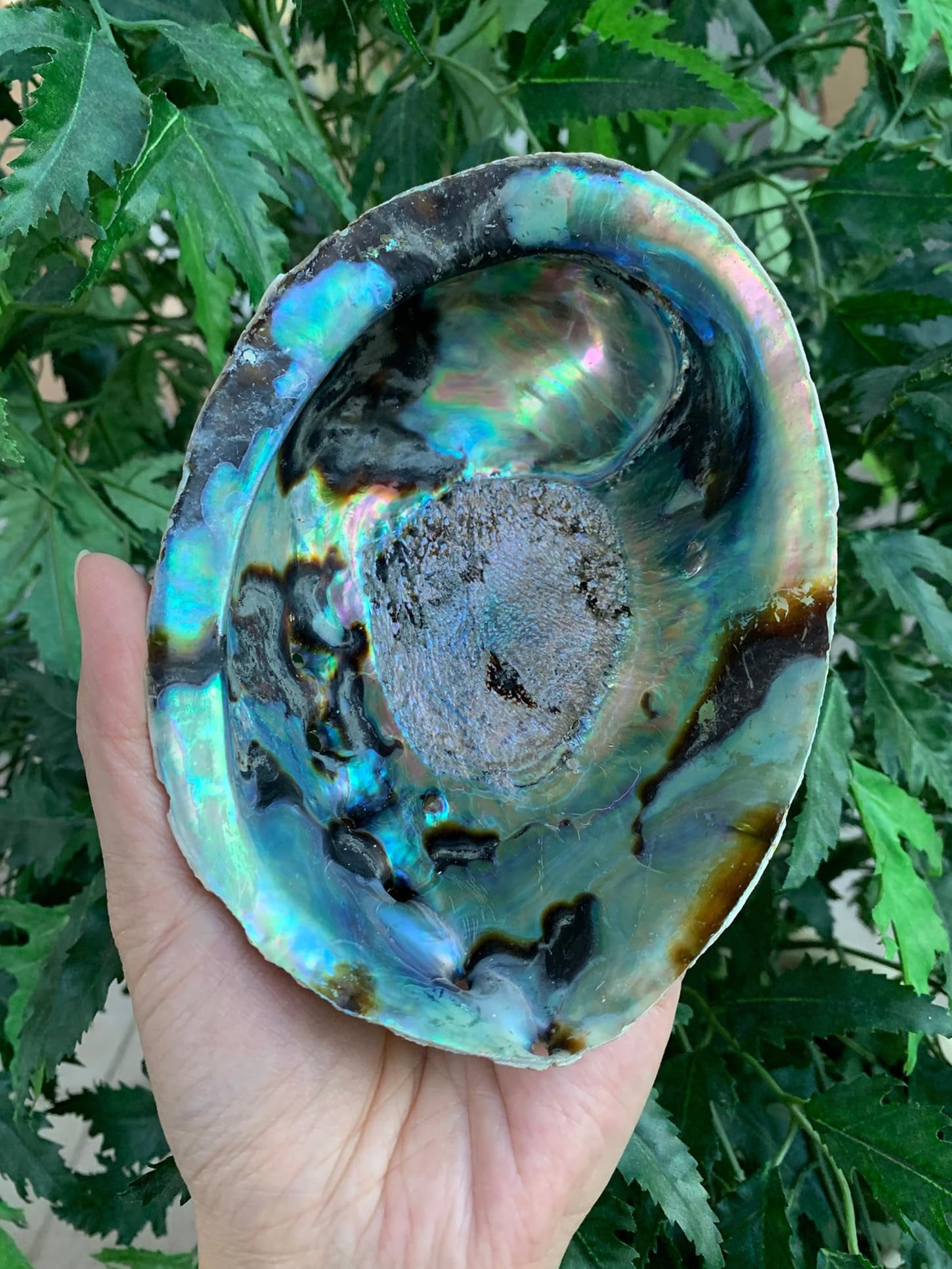Abalone Shell, Seashell Incense Burner, Smudge Bowl for Holding Smudge ...