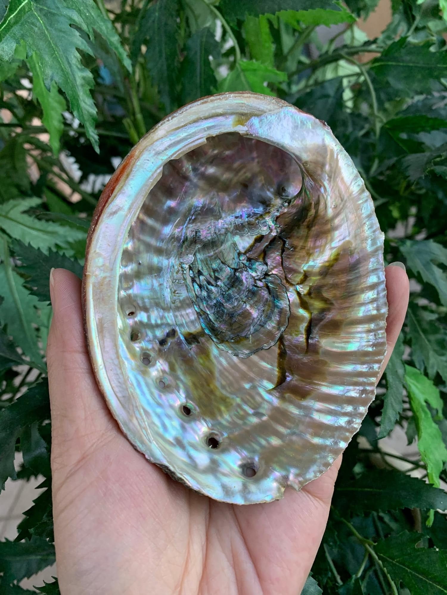 Abalone Shell, Seashell Incense Burner, Smudge Bowl for Holding Smudge ...