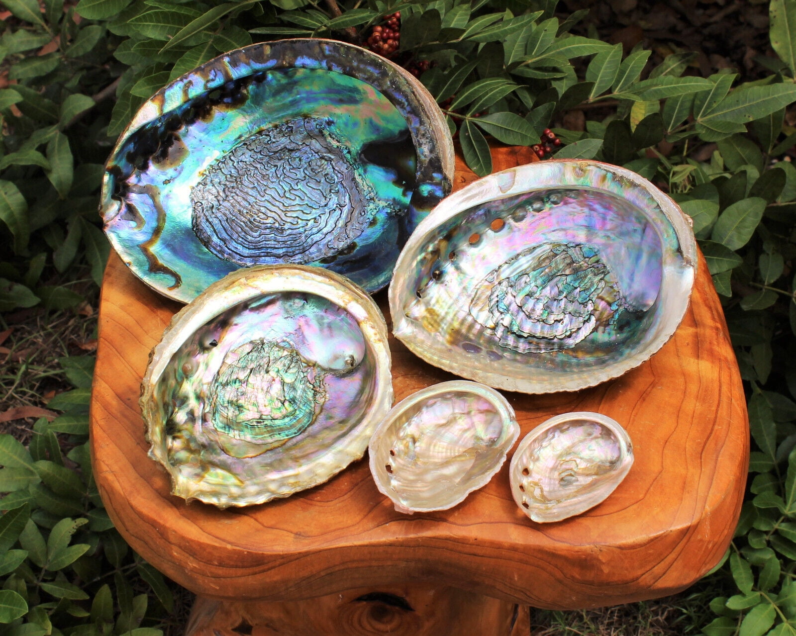 Abalone Shells: Pick A Size - Holds Smudge Sticks, Incense, Crystal ...