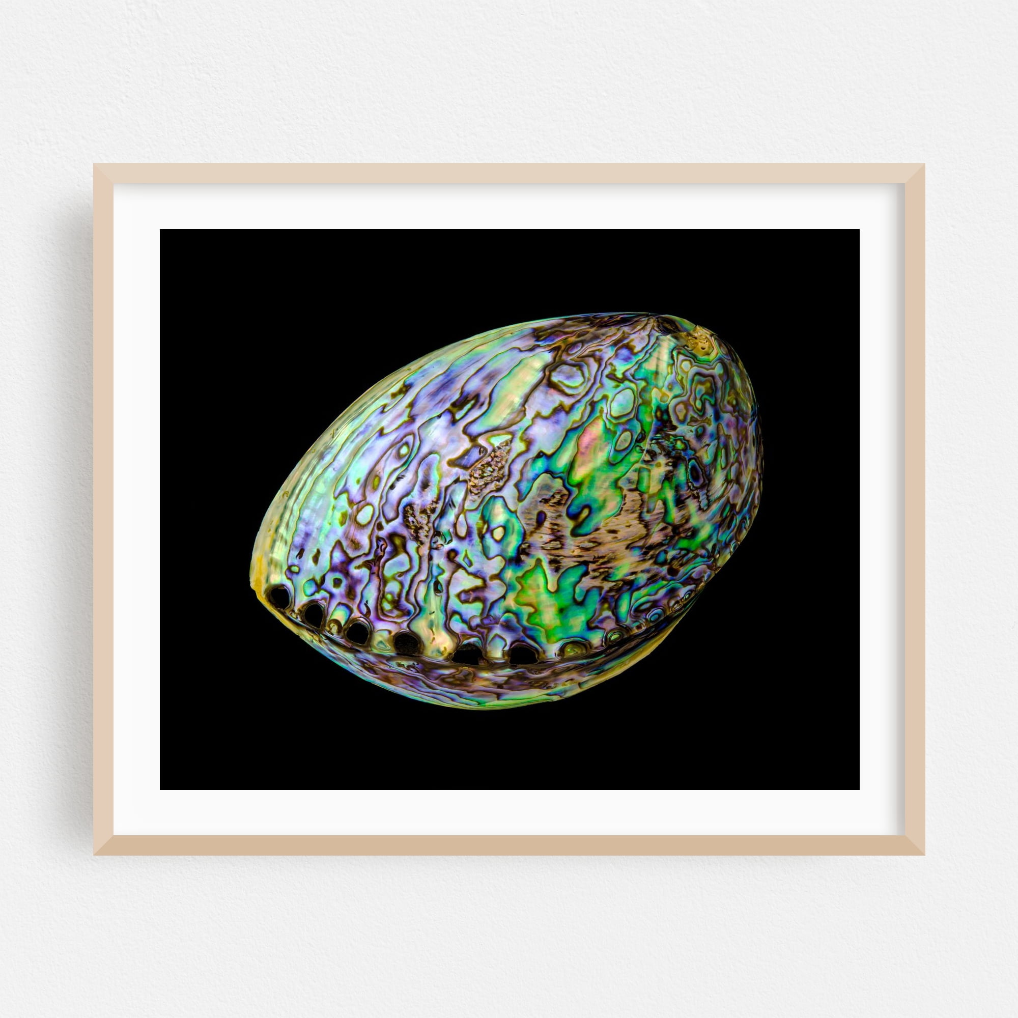 Abalone shell - Photography Marine Life Psychedelic Ocean Abstract ...