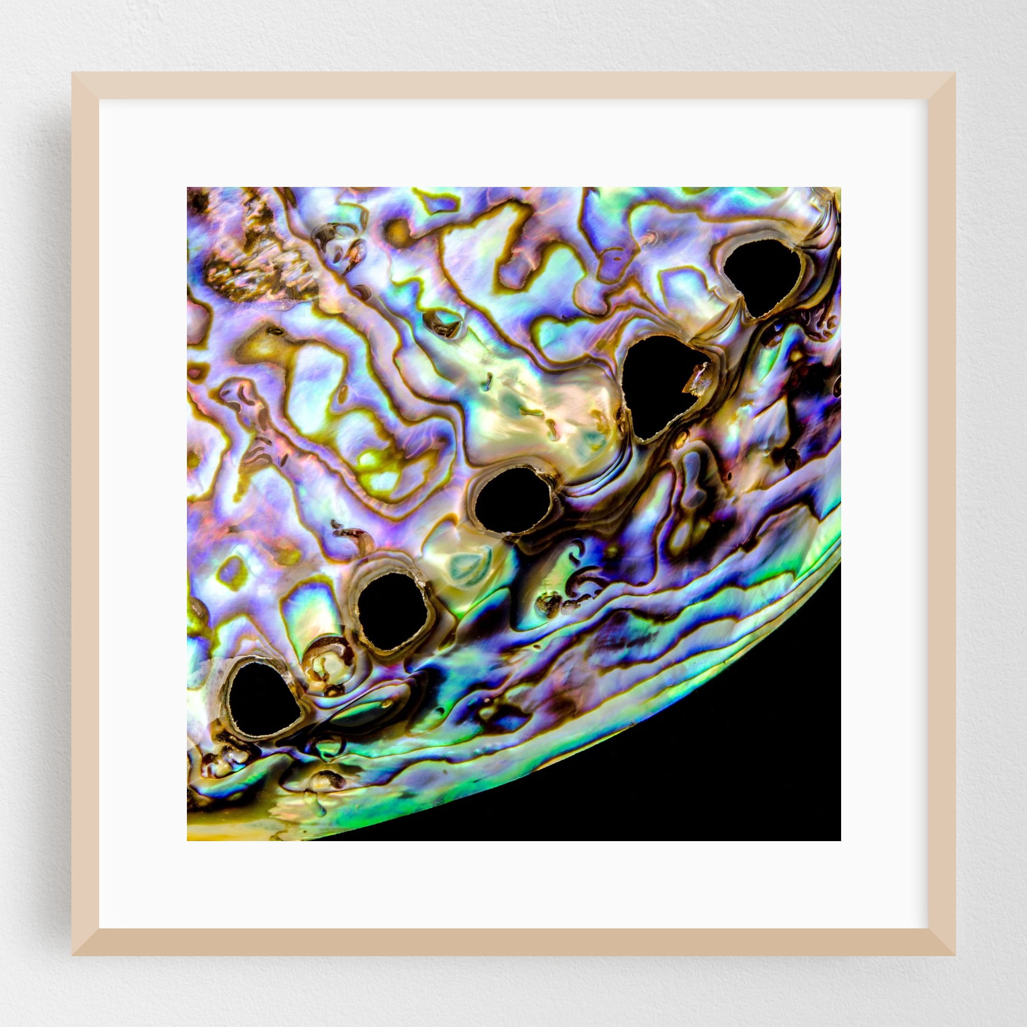 Abalone shell closeup - Photography Abstract Marine Life Nature ...