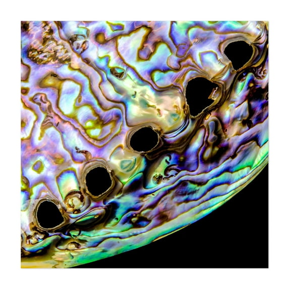Abalone shell closeup - Photography Abstract Marine Life Nature ...