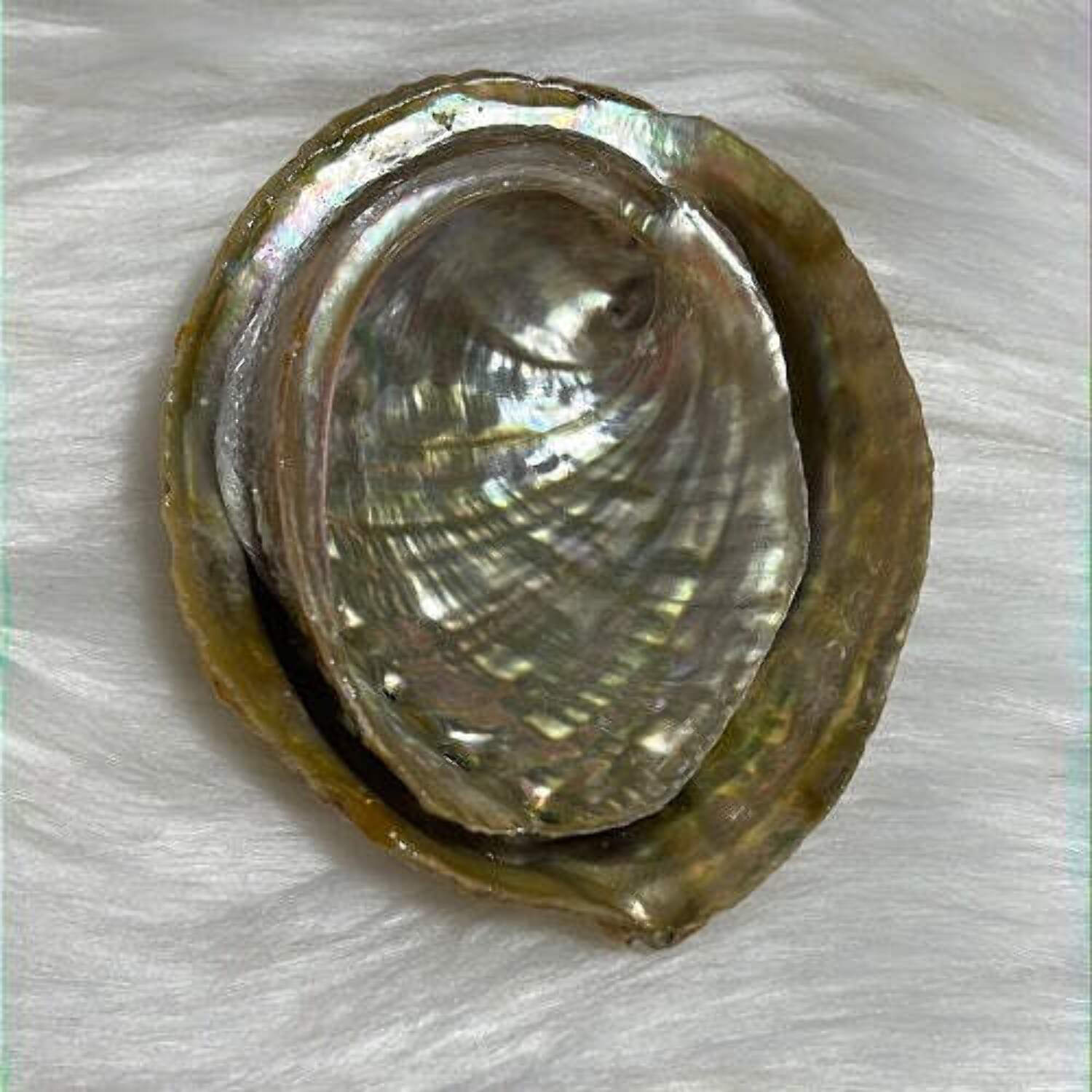 Abalone shell from Mexico - Smudging bowl - Walmart.com