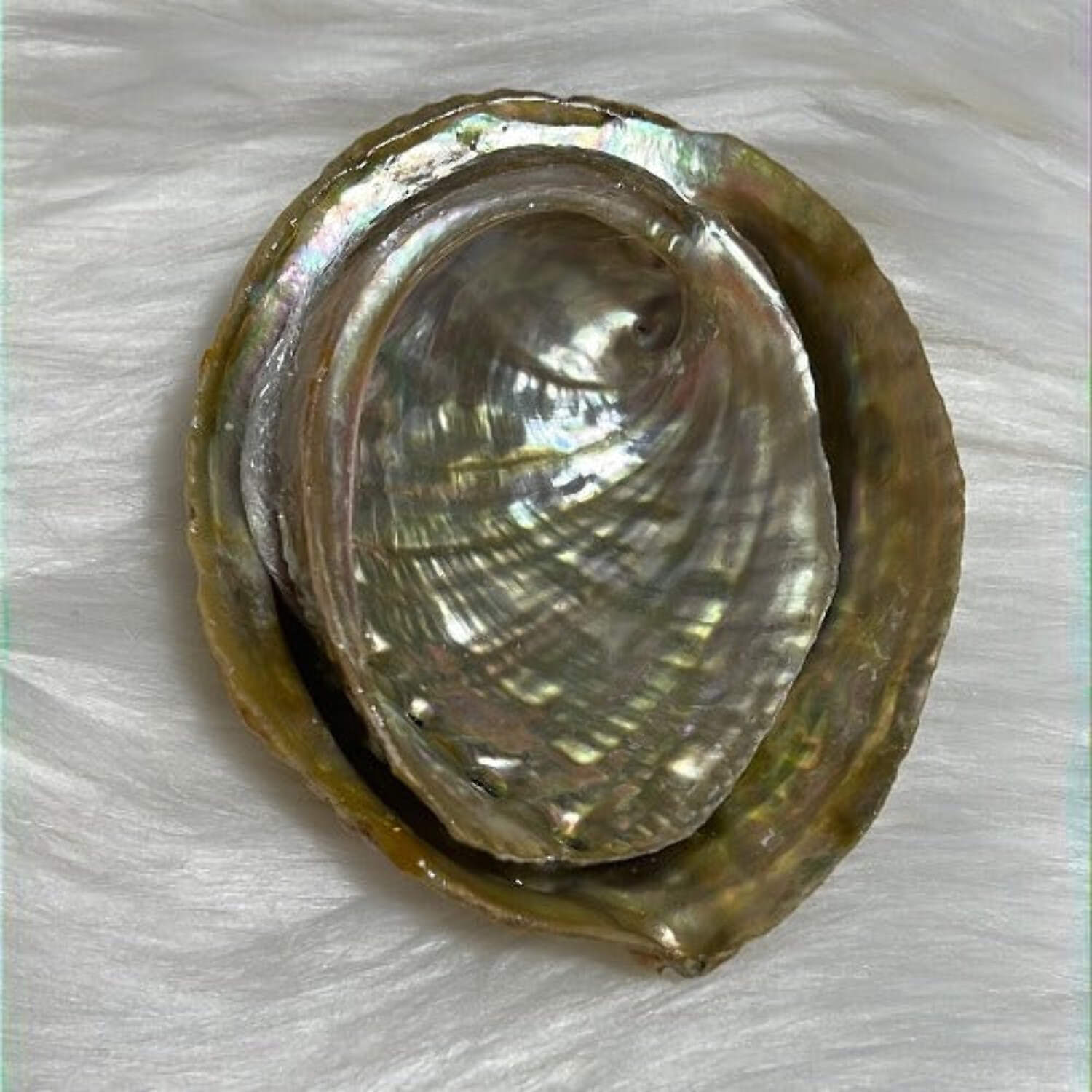 Abalone shell from Mexico - Smudging bowl - Walmart.com