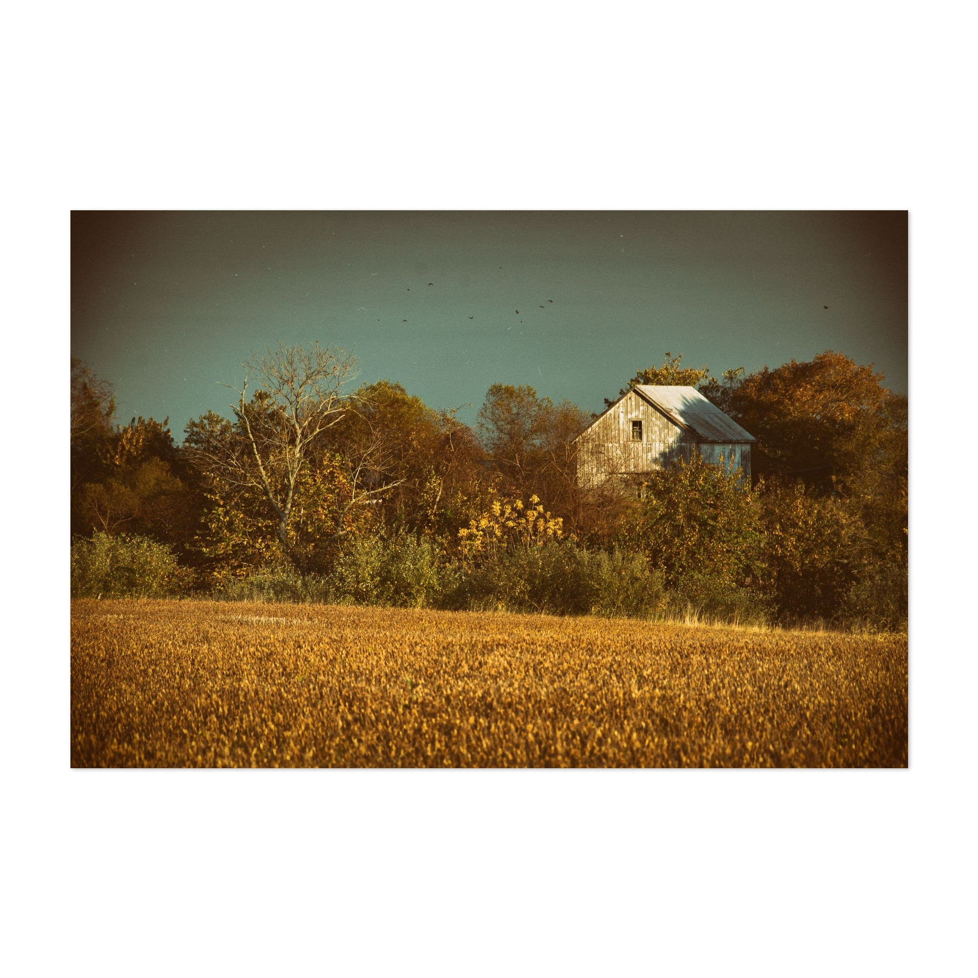 Abandoned Barn In The Trees -Aged Colorized Rustic Landscape Photograph ...