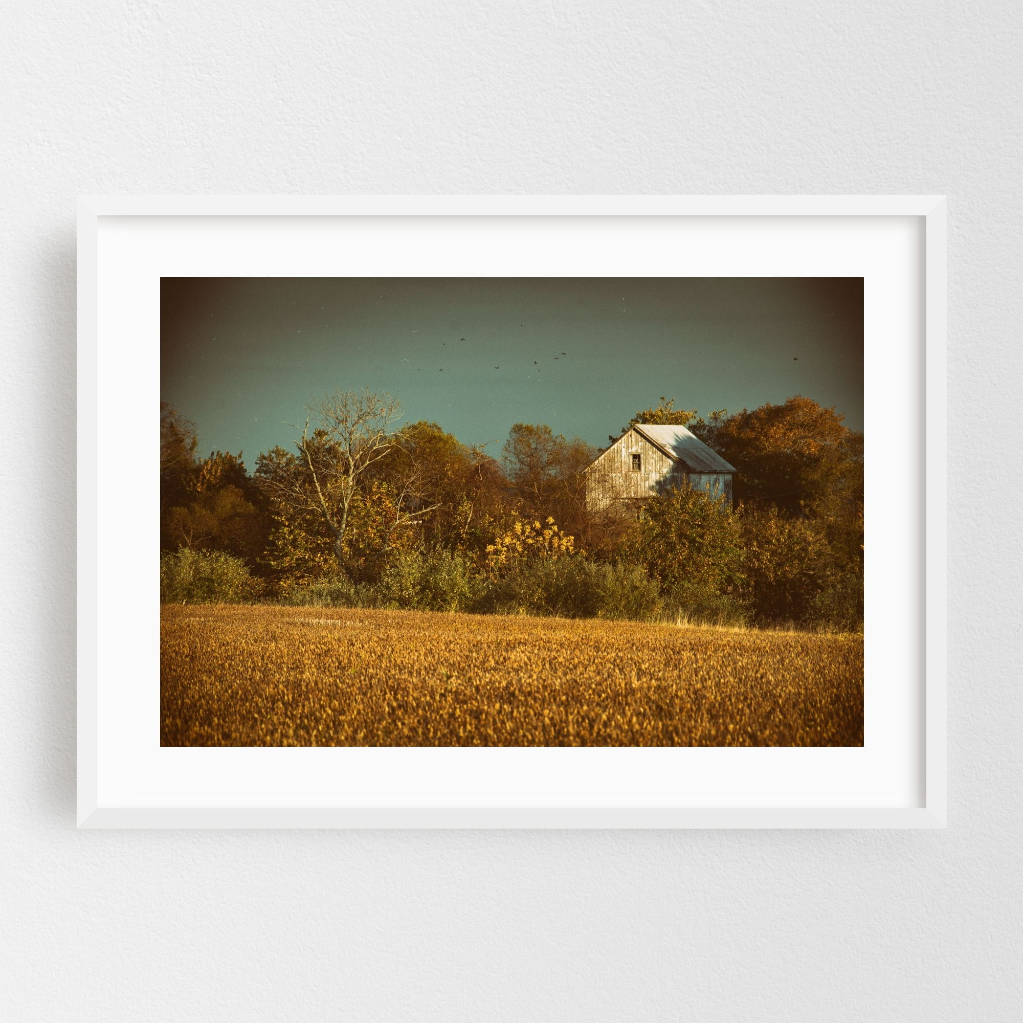 Abandoned Barn In The Trees -Aged Colorized Rustic Landscape Photograph ...
