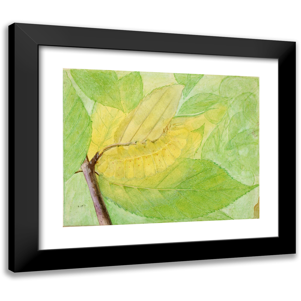 Abbott Handerson Thayer 18x15 Black Modern Framed Museum Art Print ...