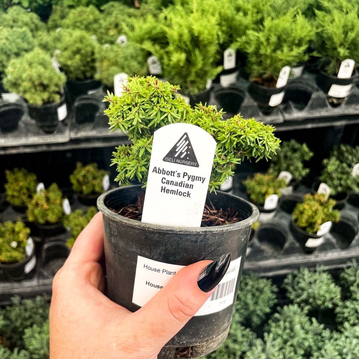 Abbott's Pygmy Canadian Hemlock - Live Bonsai Starter Plant - 4 ...