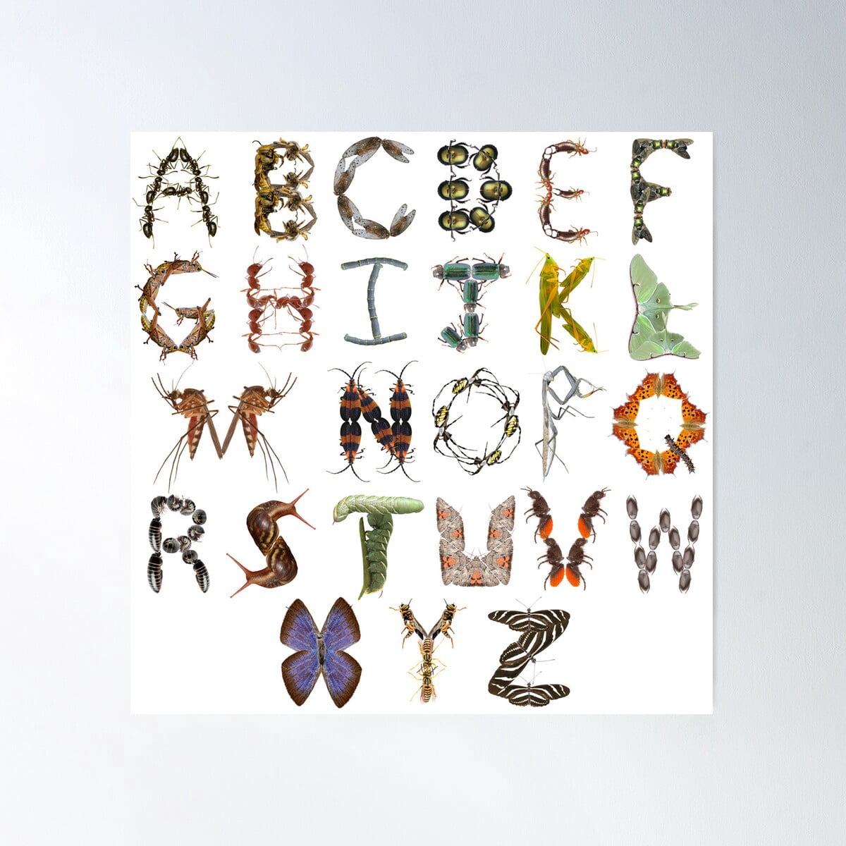 Abc Alphabet | Bug Alphabet | Insect Alphabet | Phonetic Abc | Bug ...