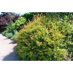 Ligustrum Sinense Variegated - 40 Live Plants - Chinense Privet Sinense ...