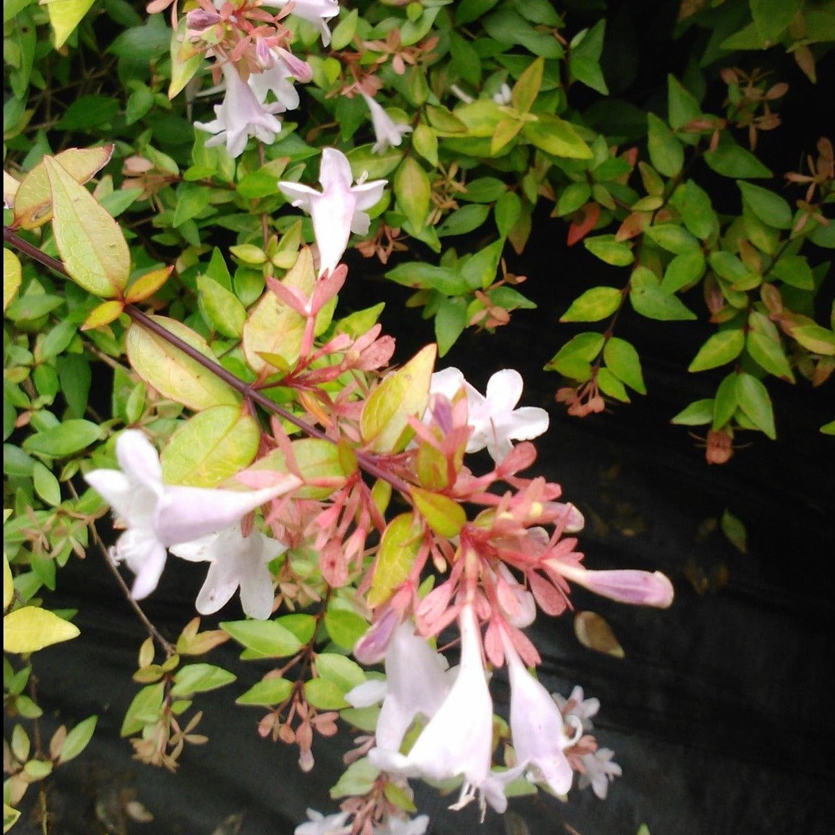 Abelia Grandiflora Francis Mason 3 Gallon Potted Flower Plant - Walmart.com