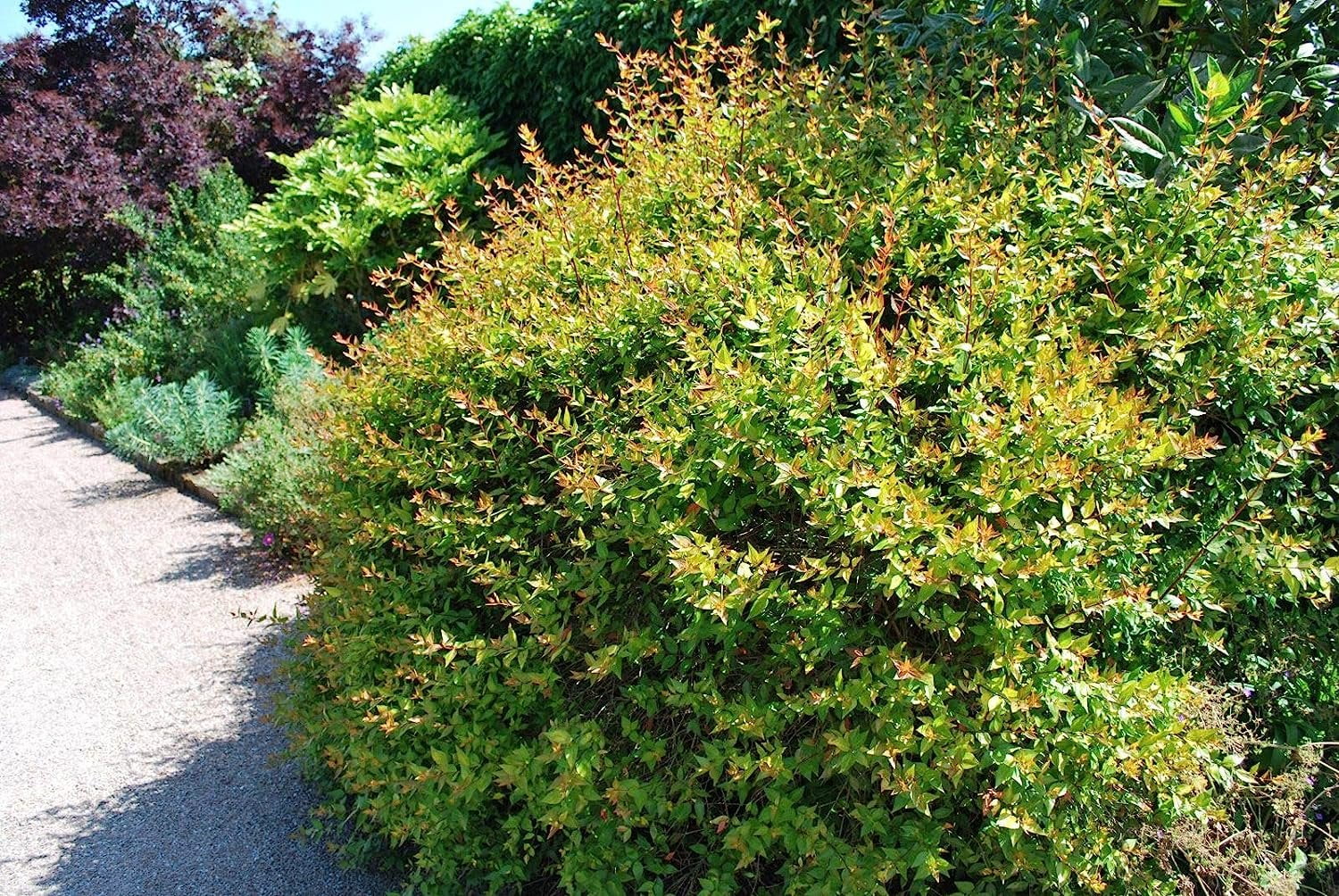 Abelia Grandiflora Francis Mason - 3 Live Plants - Flowering Deer ...