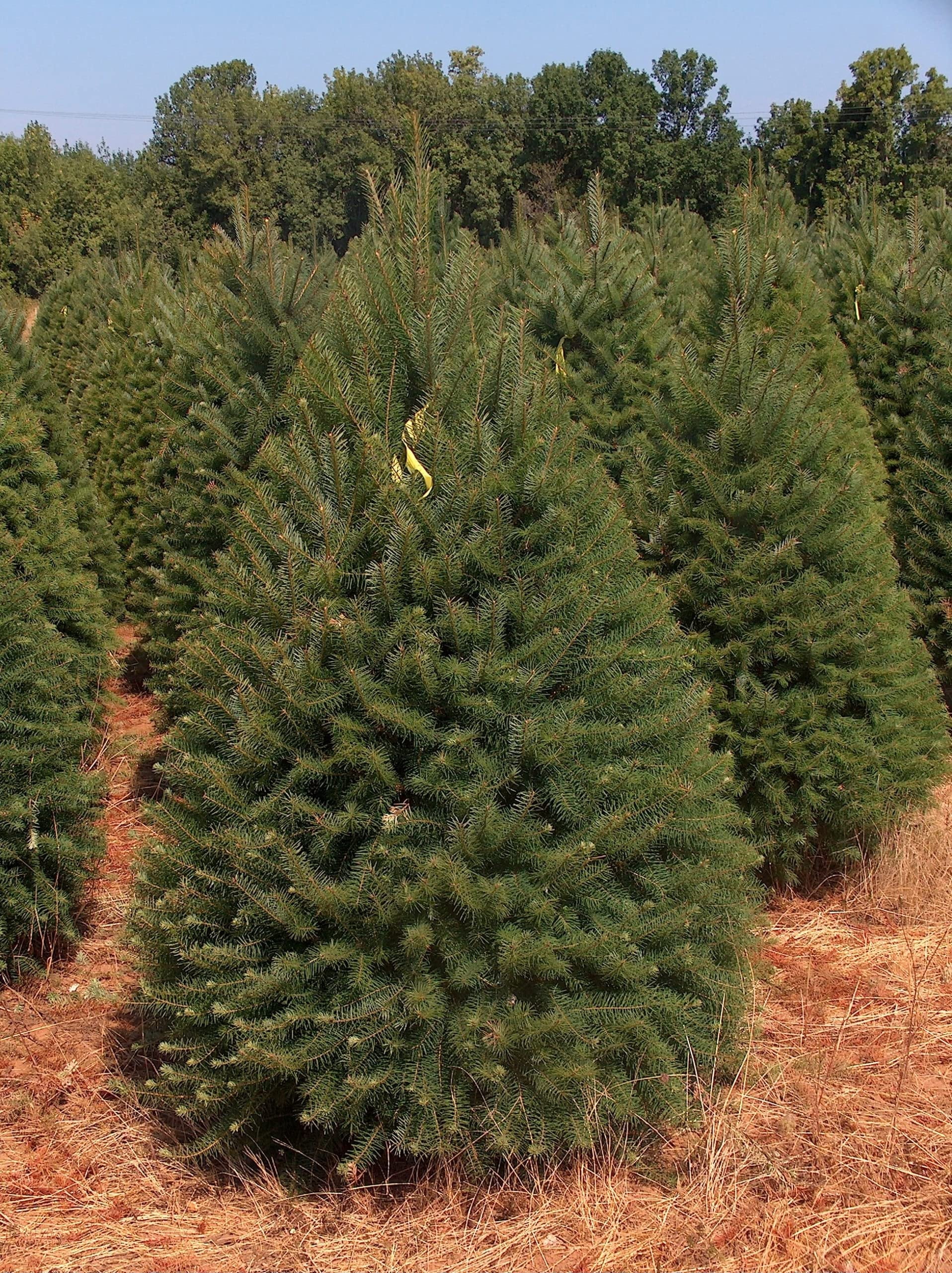 Abies Balsamea Fir Tree Seeds for Planting Outdoors/Potted 50 Seeds ...