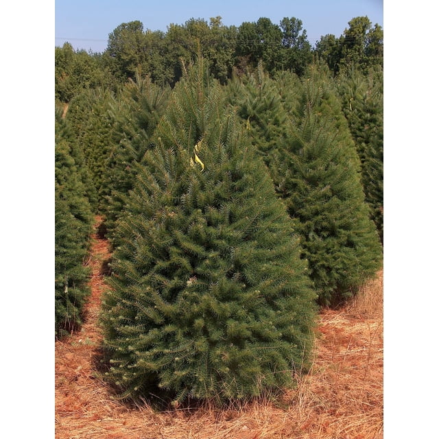 Abies Balsamea Fir Tree Seeds for Planting Outdoors/Potted 50 Seeds ...