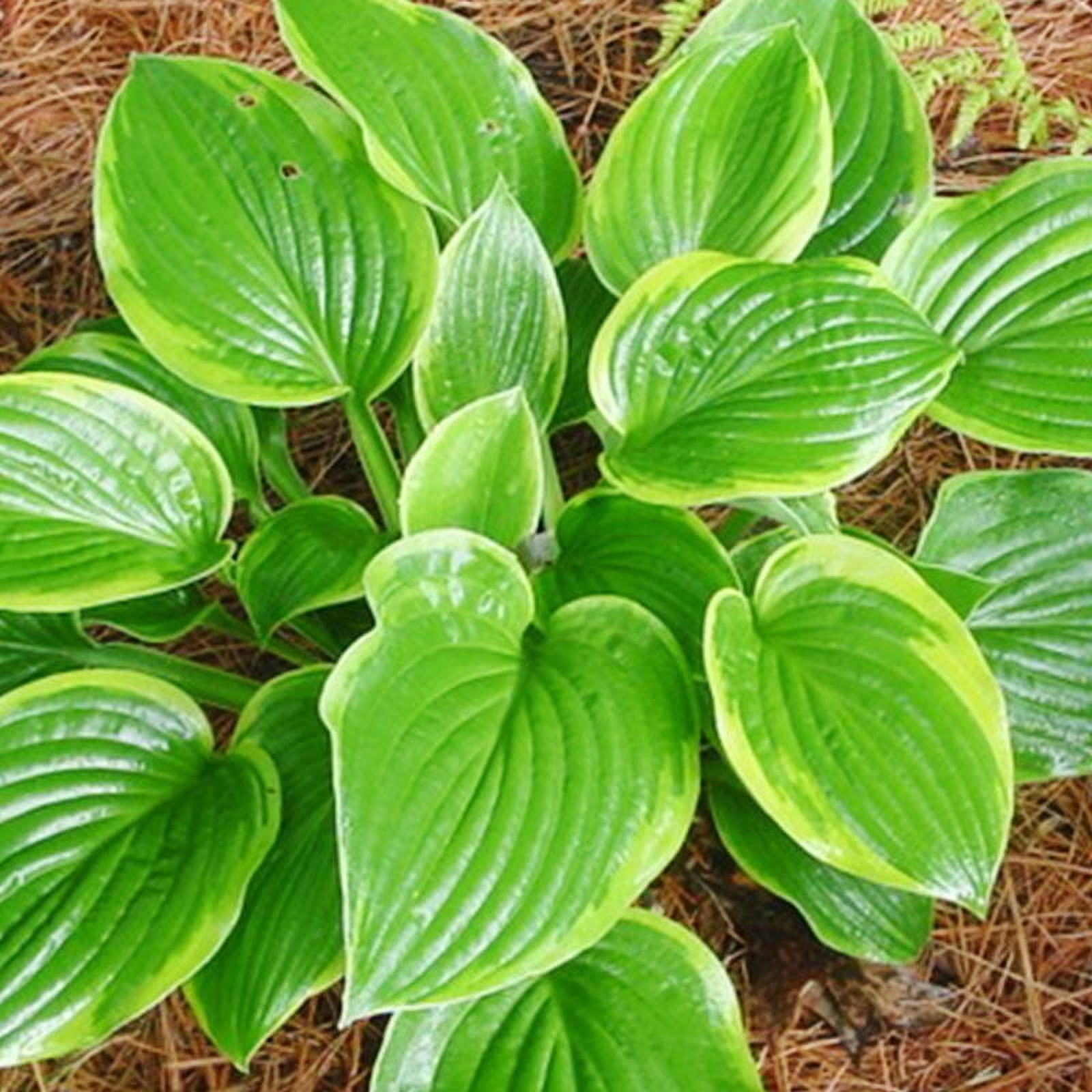 Holland Bulb Farms Abiqua Moonbeam Hosta Root, Attracts Butterflies ...
