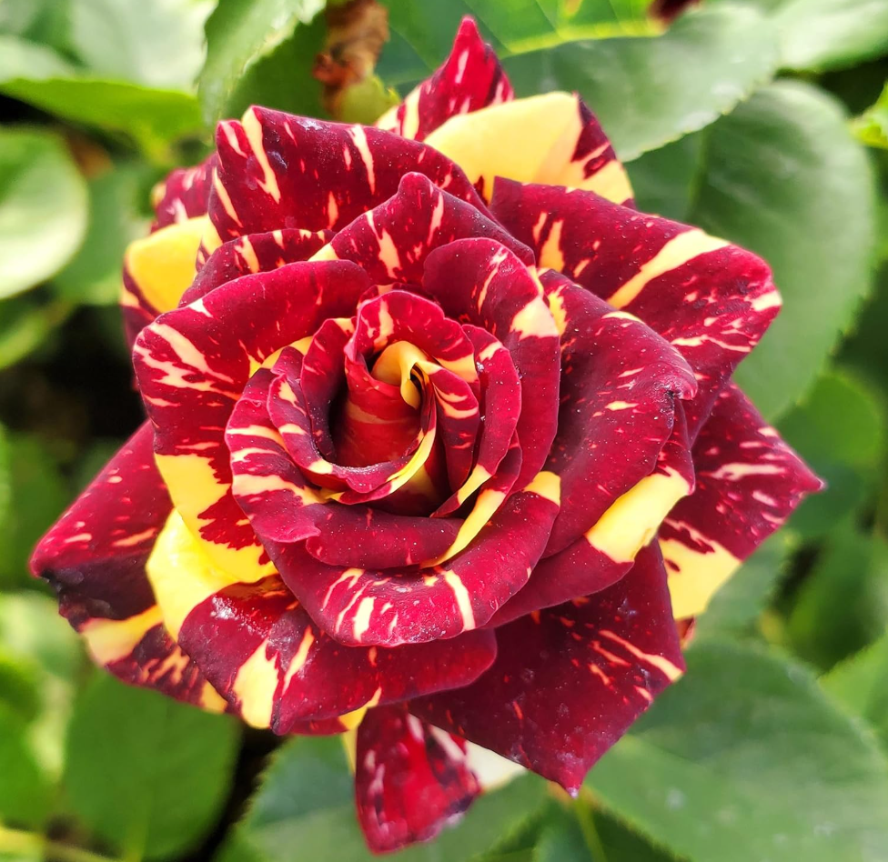 Abracadabra Rose Plant Live for Planting, Ma Cherie Roses, Rose Bush ...