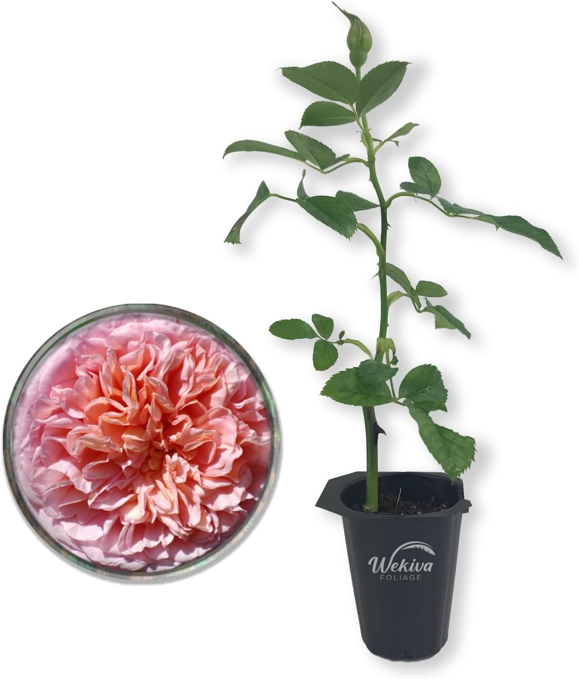 Abraham Darby Rose Bush - Live Starter Plant in a 2 Inch Pot ...