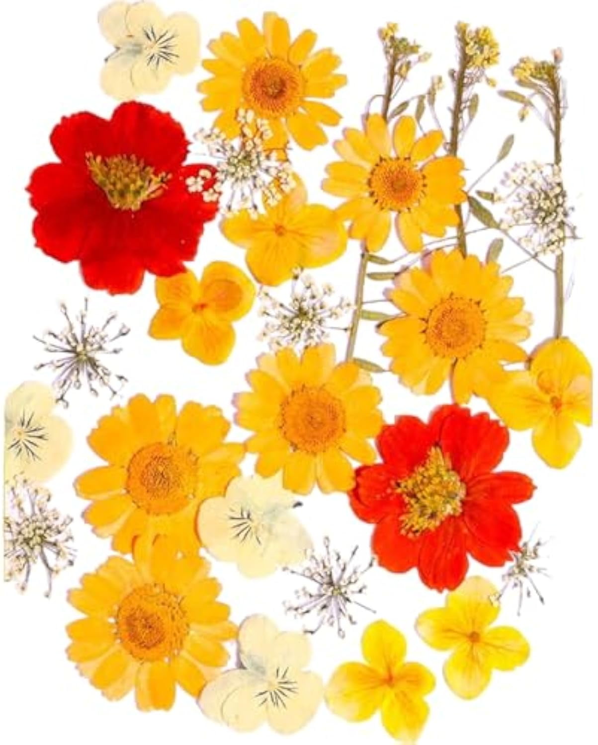 Absolutery Transparent Dried Flower Bookmarks, DIY Transparent Dried ...