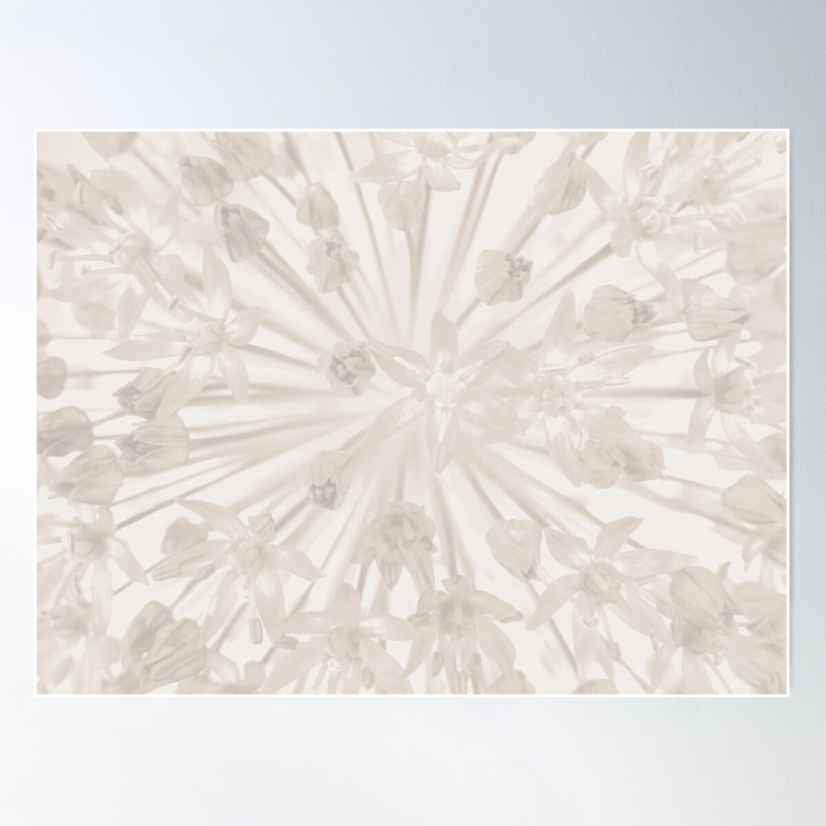 Abstract Allium Warm Grey White Flower Head Artwork Artist Jenny Meehan ...