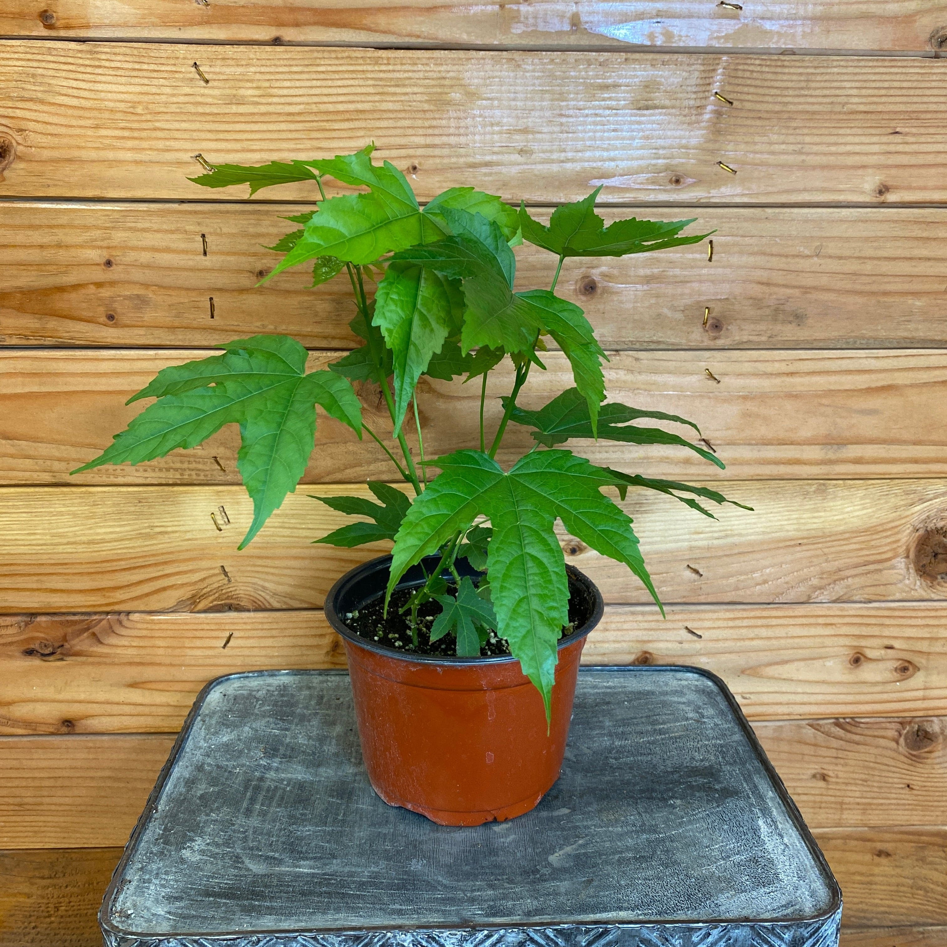 Abutilon Red Tiger, 6" Plant, The Plant Farm - Walmart.com