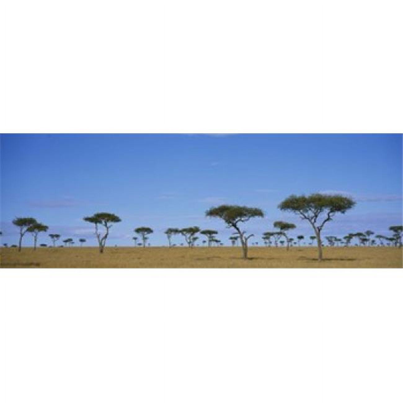 Acacia Trees On A Landscape Maasai Mara National Reserve Kenya Poster ...
