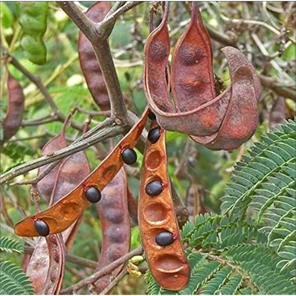 Acacia decurrens (Green Wattle Acacia) Tree Seed by MySeeds.Co, You ...