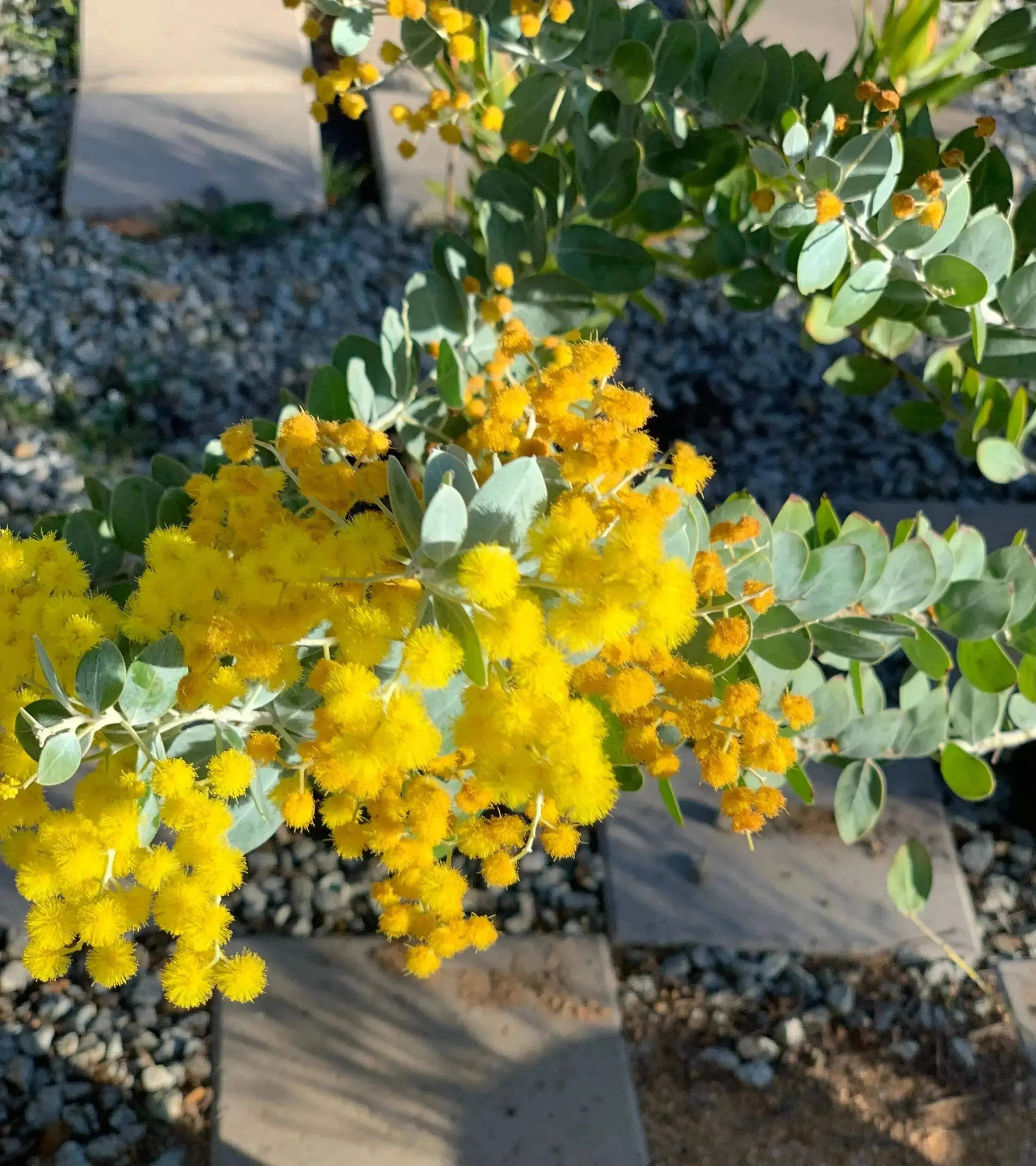 Acacia Podalyriifolia Plant: Pearl Acacia Magic, pompom flowers ...
