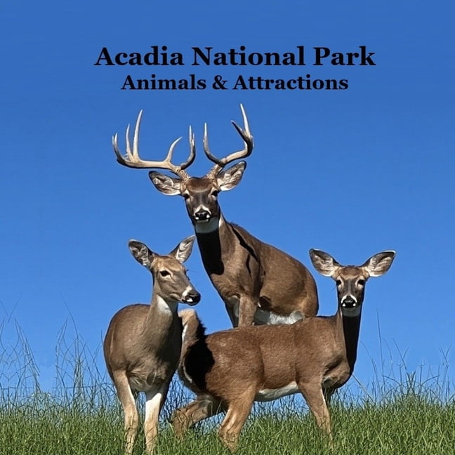 Animals Acadia National Park