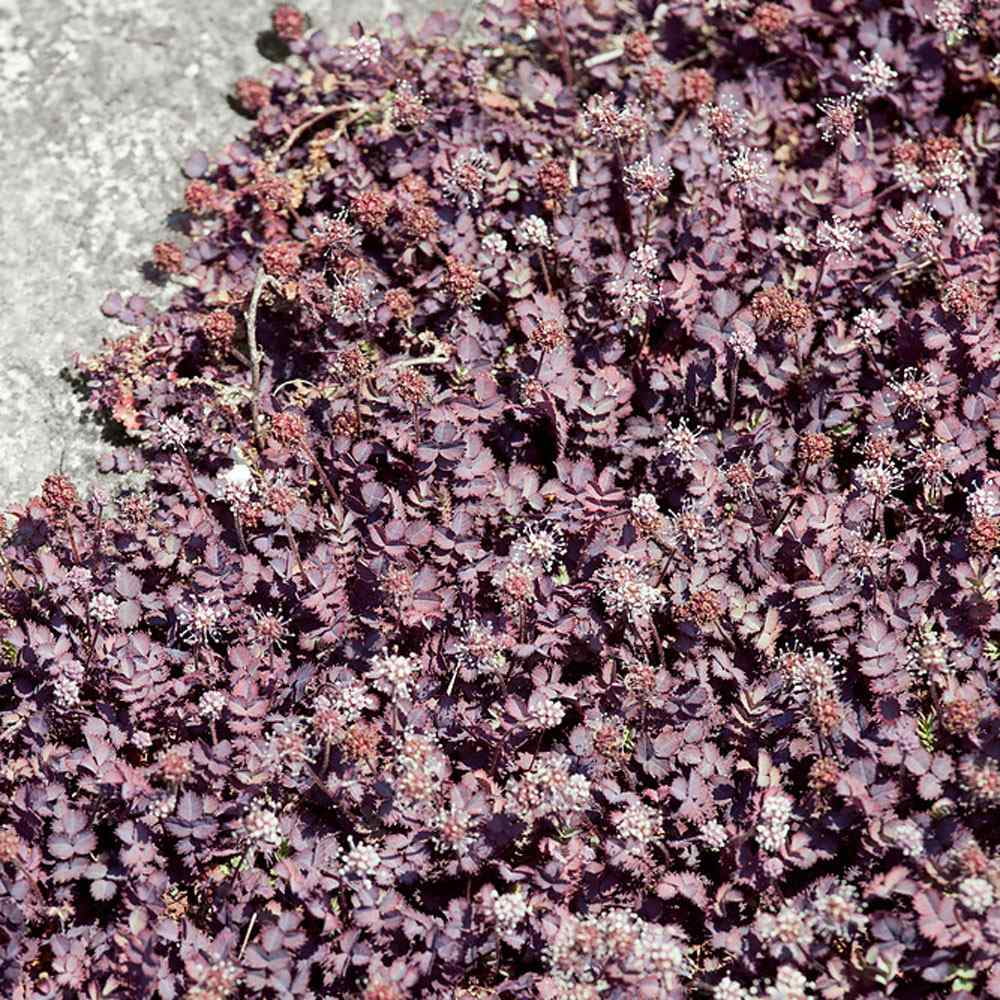 Outsidepride 100 Acaena Inermis Purpurea Plant Seeds, Fern-like Foliage ...