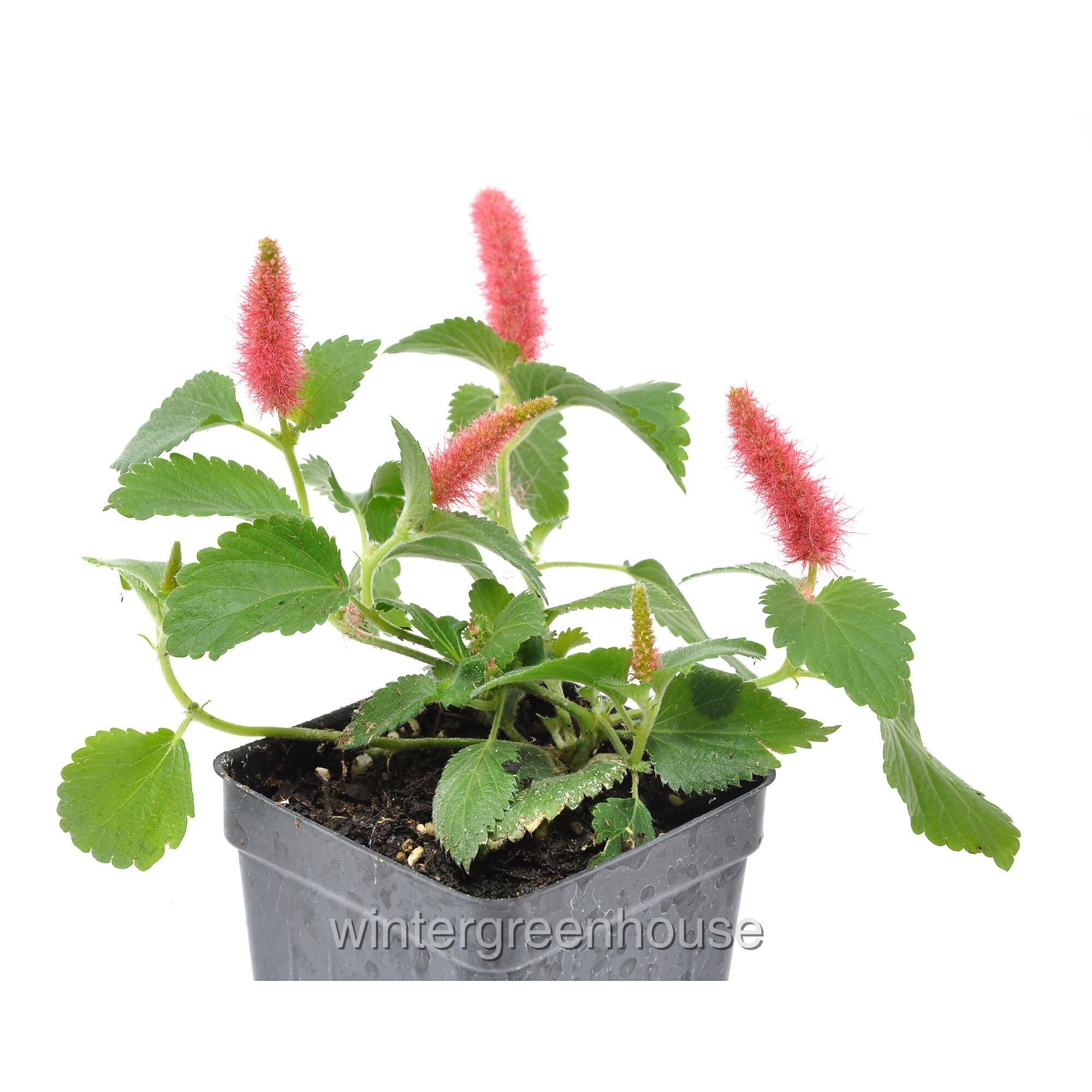 Acalypha Hispida, Chenille, Chenille Plant, Monkey Tail, Red Hot Cat's ...