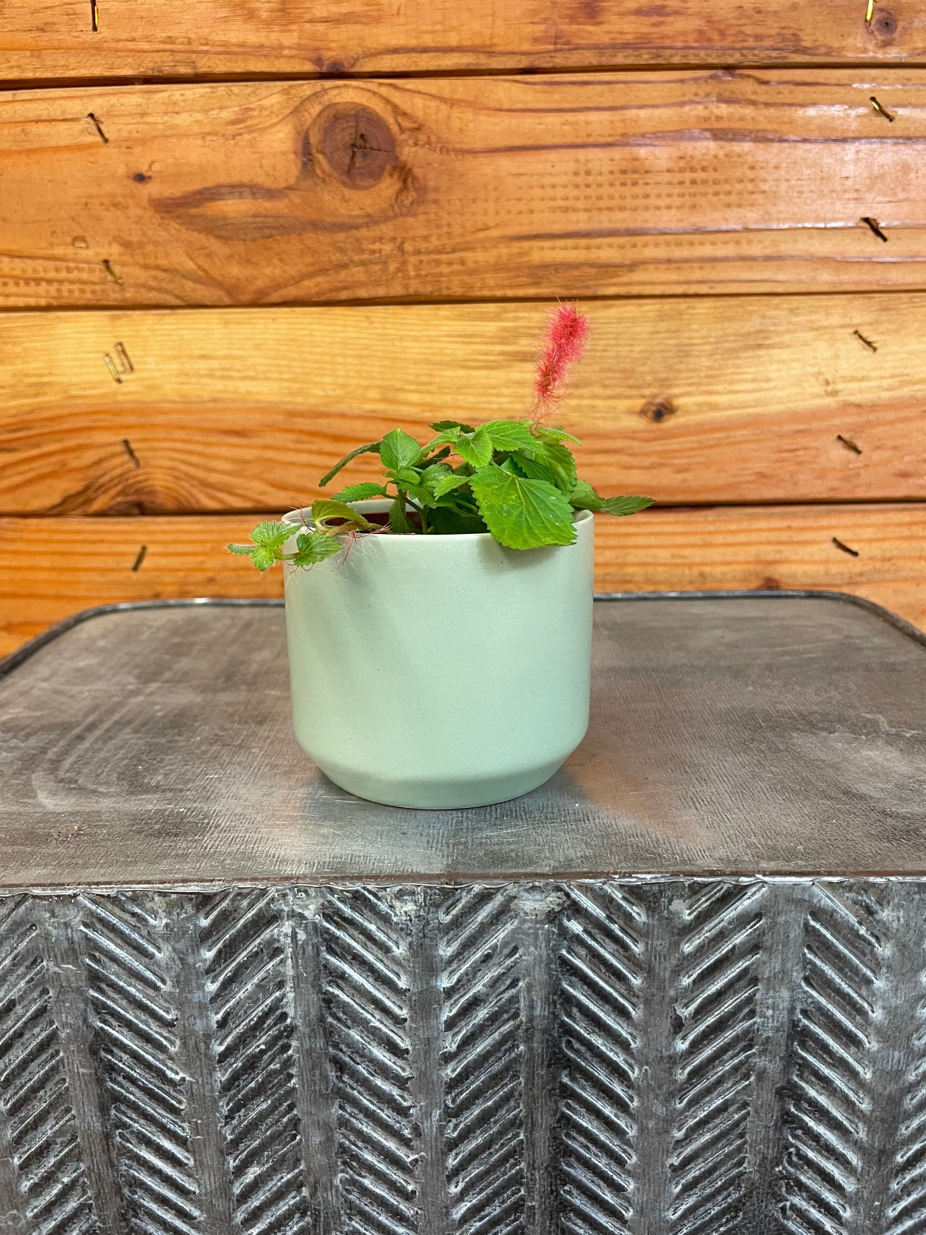 Acalypha Pendula Strawberry Firetails, 2" Plant, The Plant Farm ...