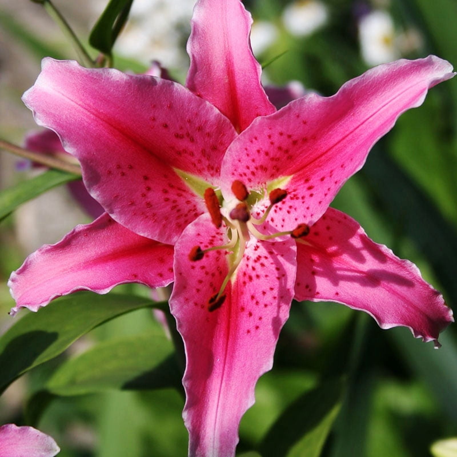 Acapulco Oriental Lilies Flower Bulbs - 3 Lily Bulbs per Pack ...