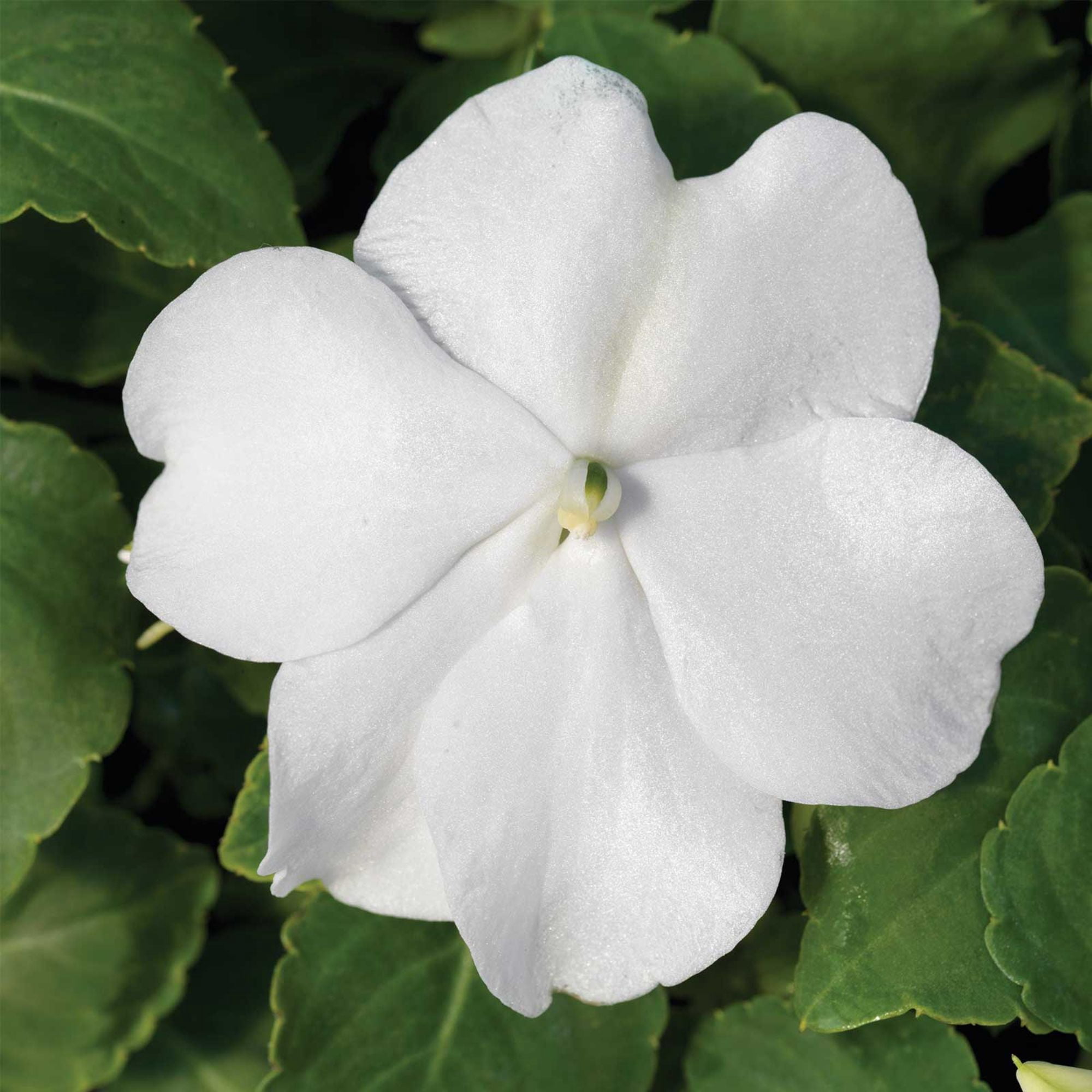 Accent Series Impatiens White ~25 Seeds – 70-77 Day Bloom | Annual ...