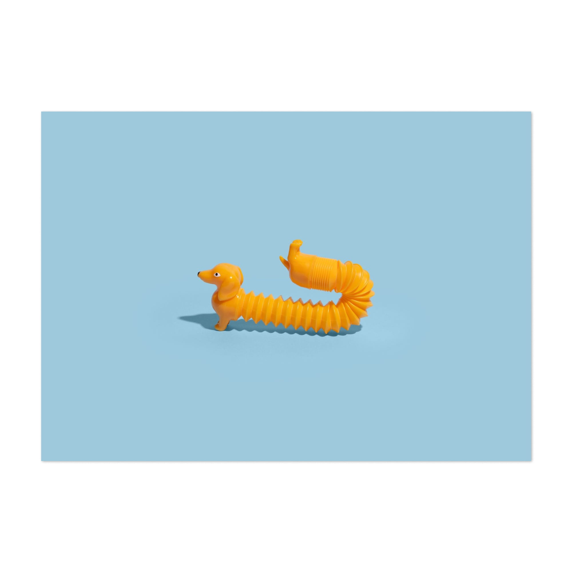 Accordion Dog Toy 01 - Photography Dog Whimsical Animal Modern Art Pop ...
