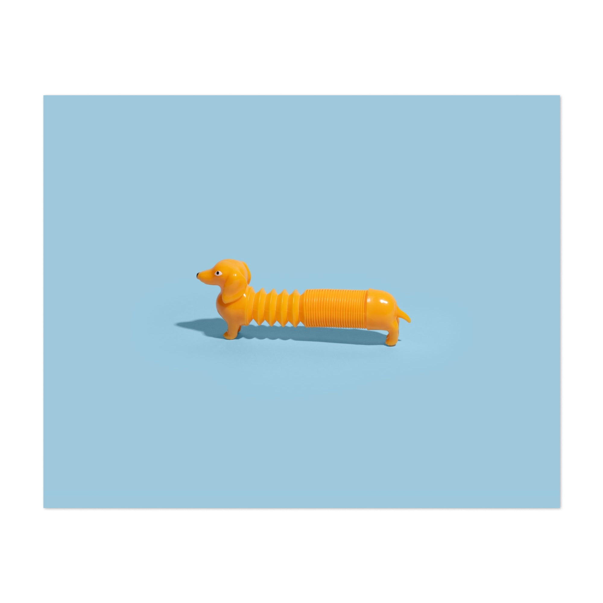 Accordion Dog Toy - Photography Whimsical Dog Humor Surrealism Animal ...