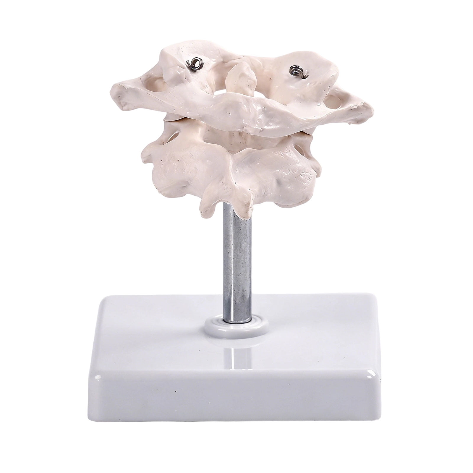 Accurate Human Occipital Bone Model For Clinical Training Features ...