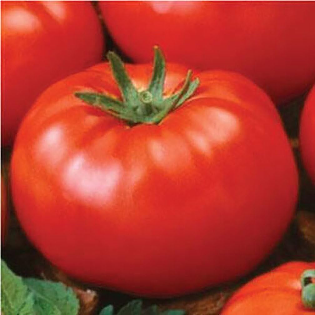 Ace 55 Tomato Seeds - Large Tomato - One of The Most Delicious Tomatoes ...