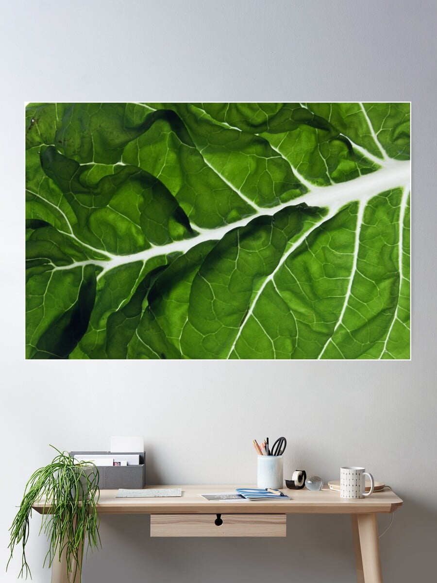 Acelga Chard Poster Wall Art, Modern Wall Decor For Living Room Bedroom ...