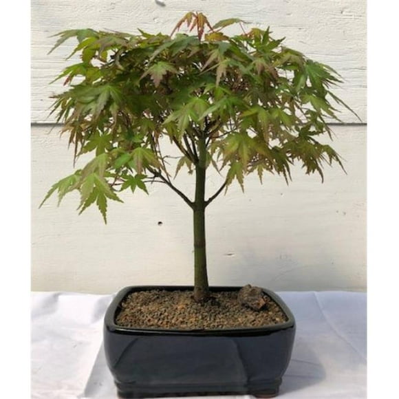 Japanese Maple Acer Palmatum