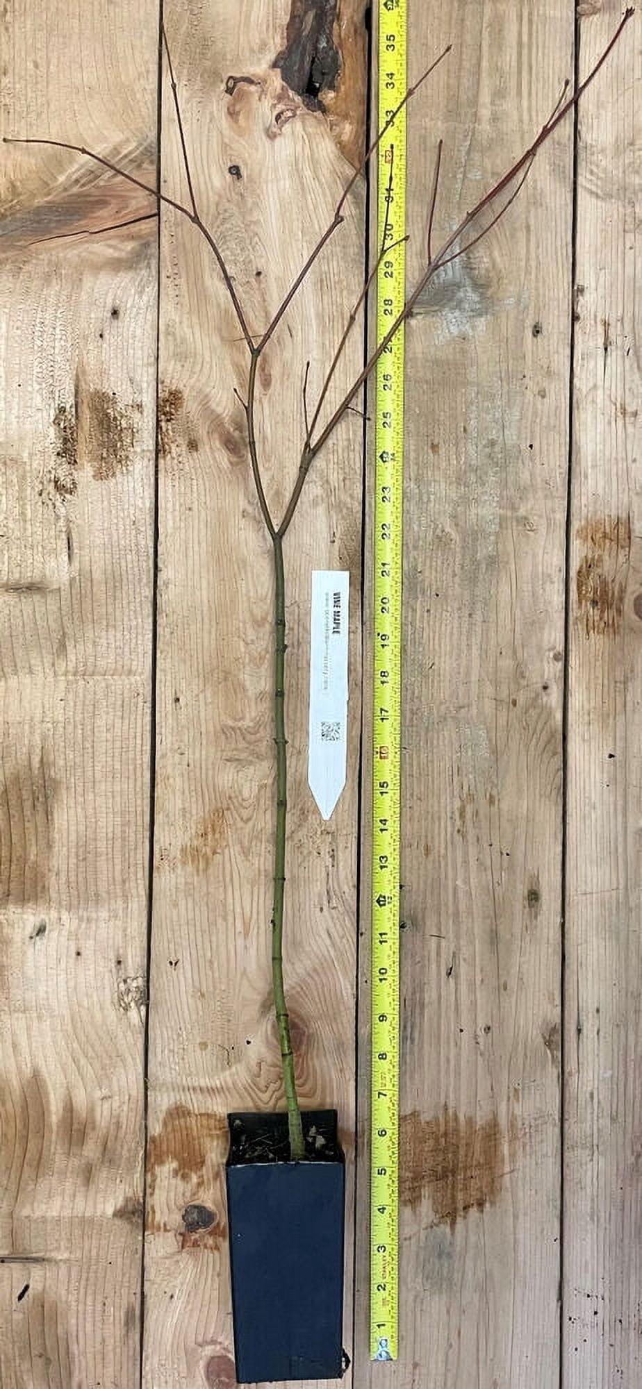 Acer circinatum (vine maple) 20 - 32 inch tall branched potted tree ...