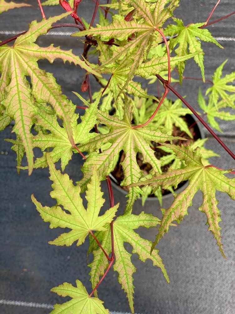 Acer palmatum 'Strawberry Spring' (Strawberry Spring Japanese Maple ...