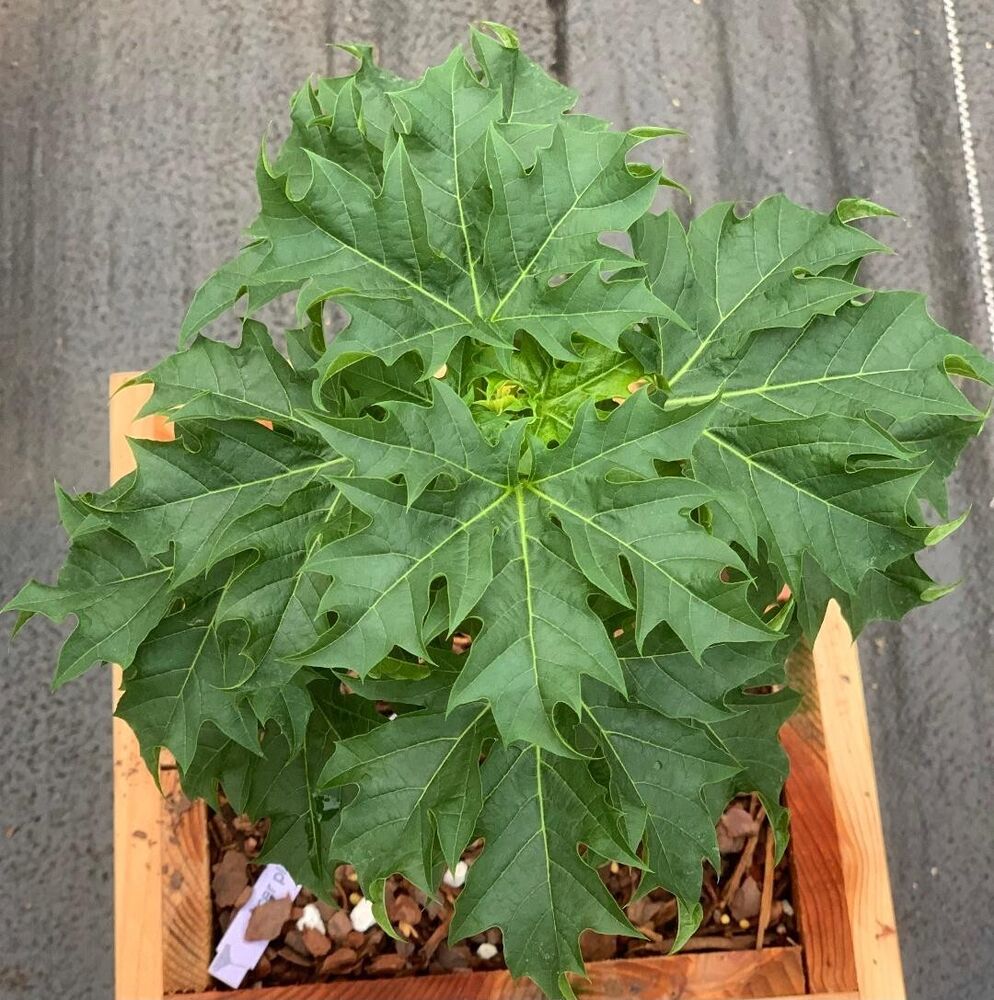 Acer platanoides 'Rezek' (Rezek Norway Maple) - Walmart.com