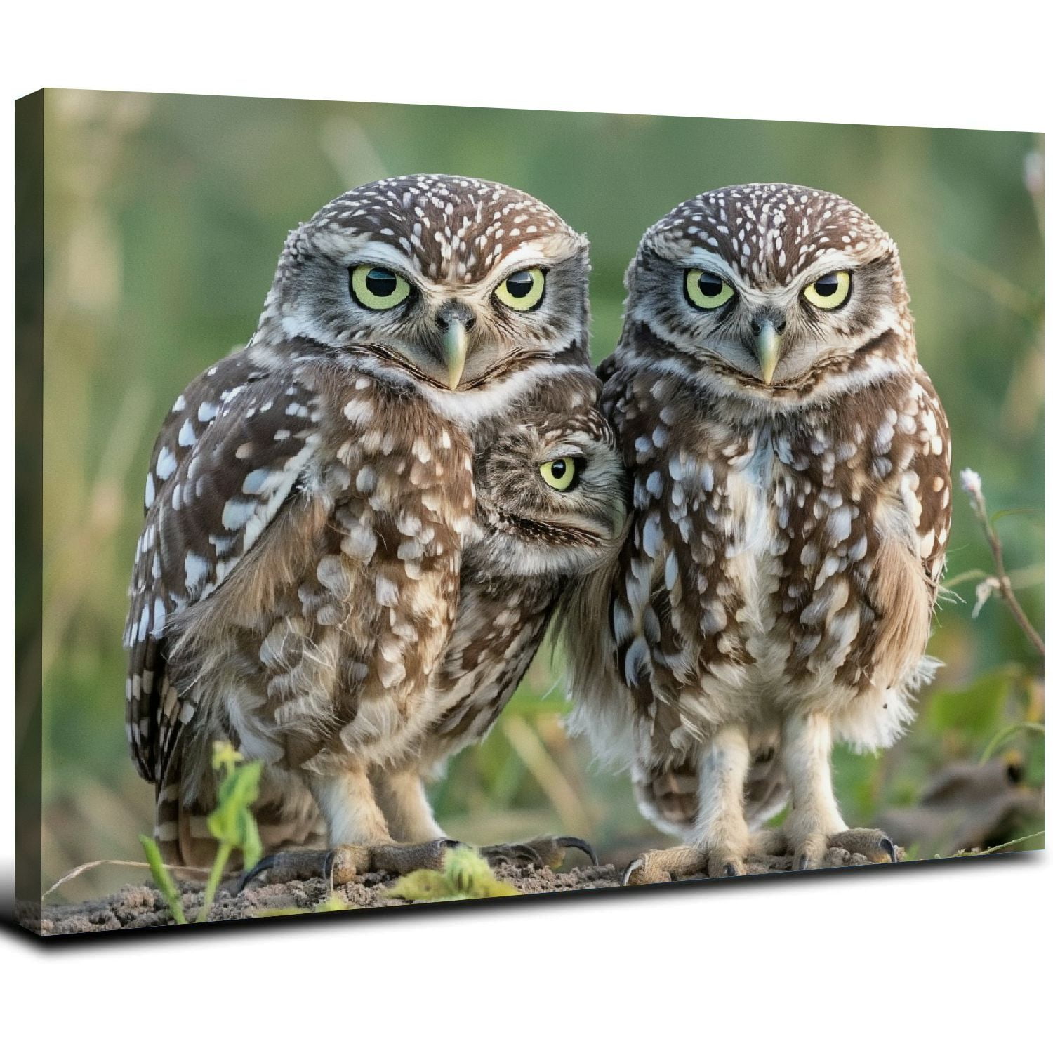 Acheng Canvas Art Little Owls Pictures Wall Decor Birds Animal Prints ...