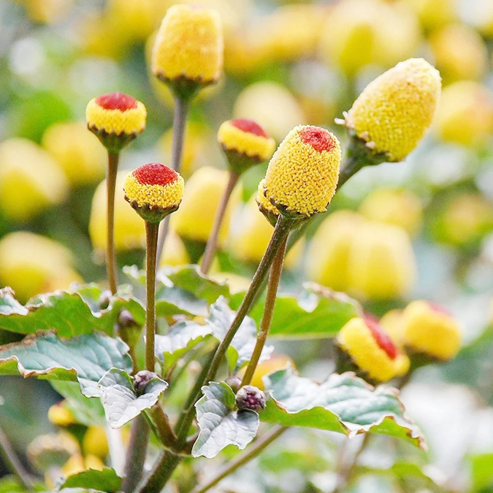 Acmella Oleracea Seeds SCH4 Toothache Plant, Spilanthes Flowering ...