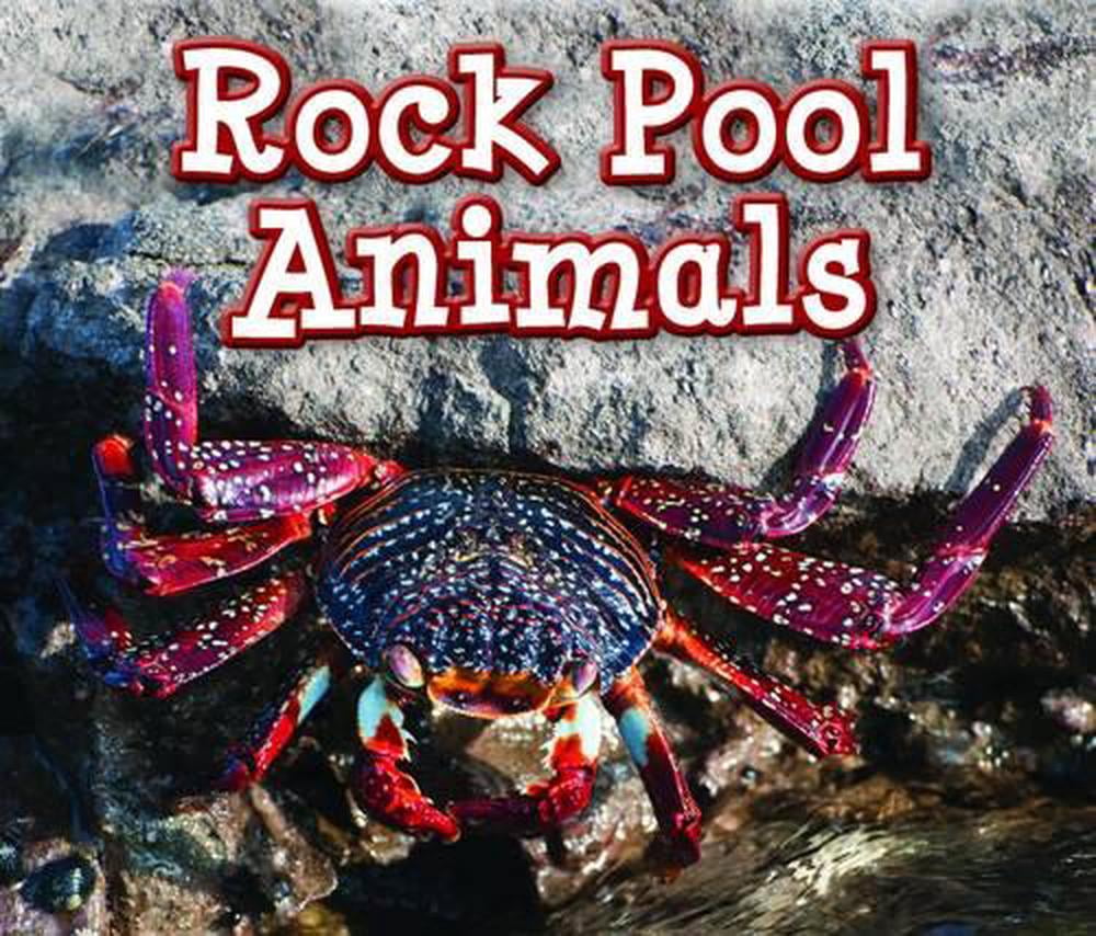 Acorn: Animals in Their Habitats: Rock Pool Animals (Paperback ...