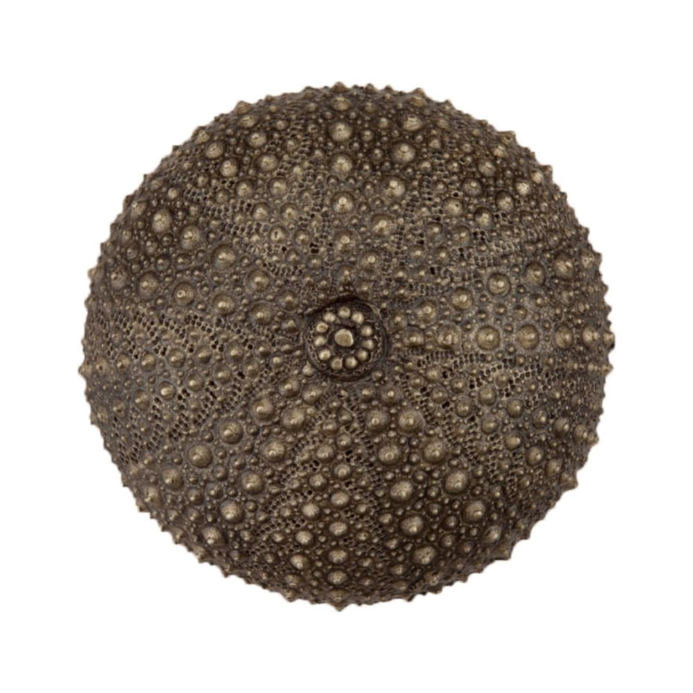 Acorn Manufacturing DP7AP Artisan Collection Sea Urchin Knob, Antique ...