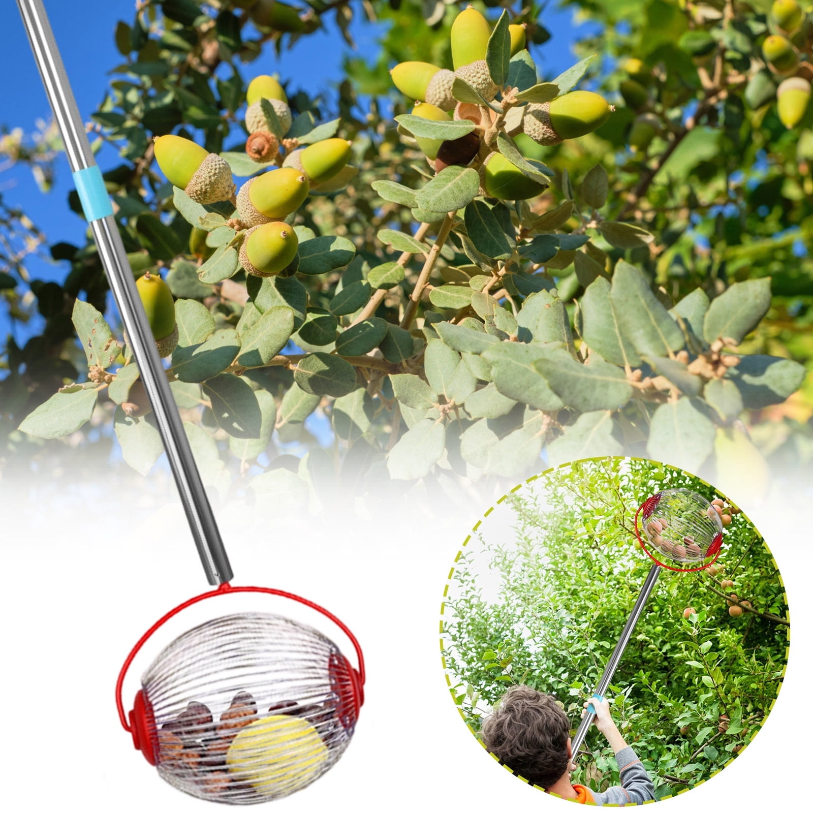 Acorn Picker Upper Roller, Garden Weasel Nut Gatherer, Manual Rolling ...