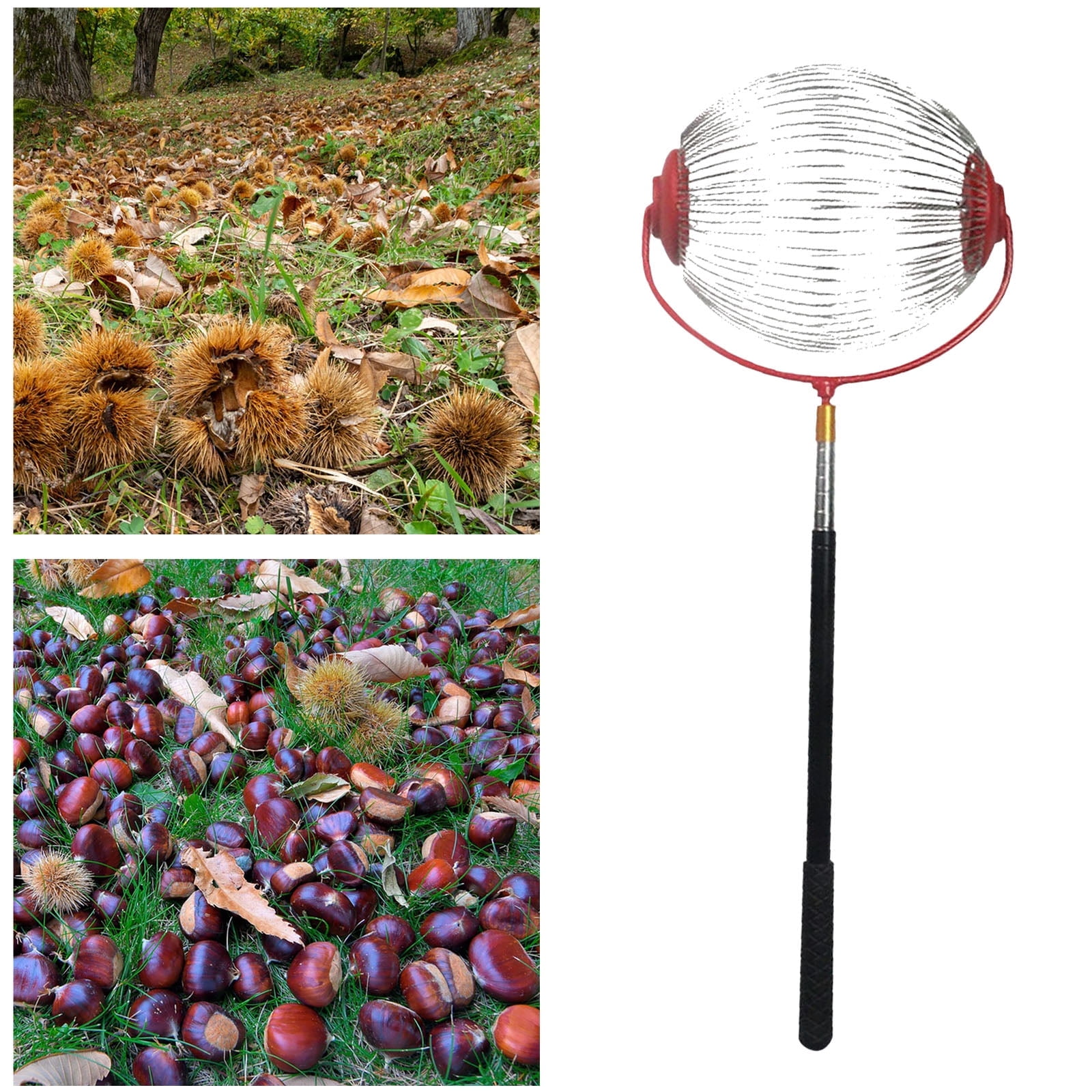 Acorn Picker Upper Roller, Garden Weasel Nut Gatherer, Manual Rolling ...