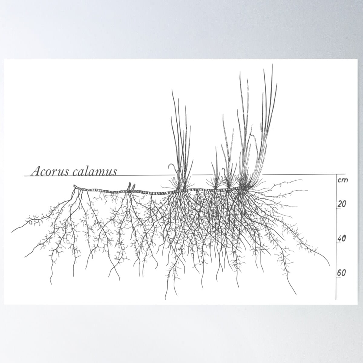 Acorus Calamus - Botanical Drawing Of The Plant And Its Roots Poster ...