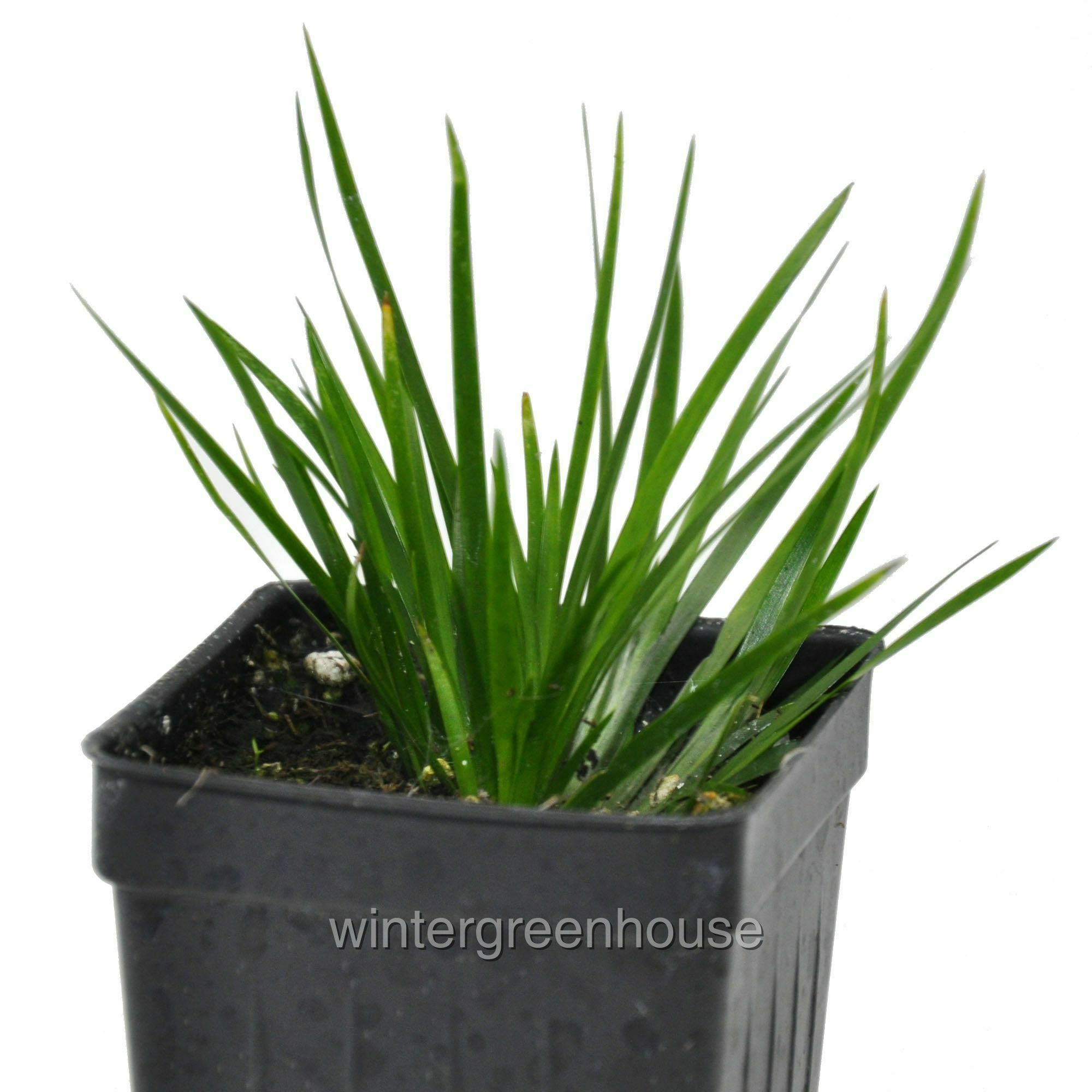 Acorus Gramineus Minimus, Green, Dwarf Sweet Flag - Pot Size: 3" (2.6x3 ...